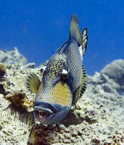 Un Grand Tour: Les petits poissons : Le baliste